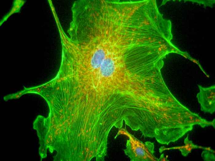Molecular Cytology - SILS - University of Amsterdam